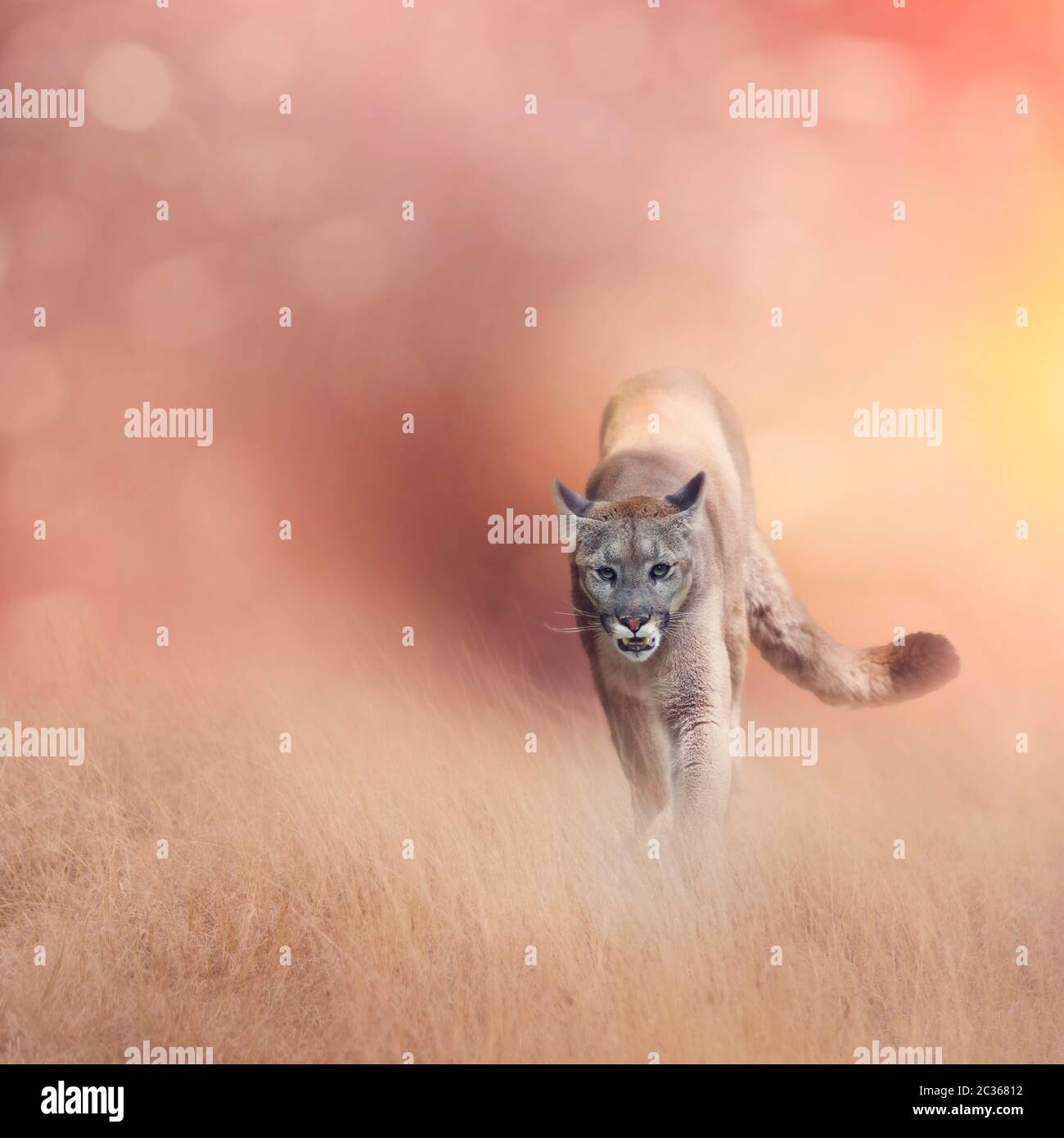 Mountain lion walking in grass hi-res stock photography and images - Alamy