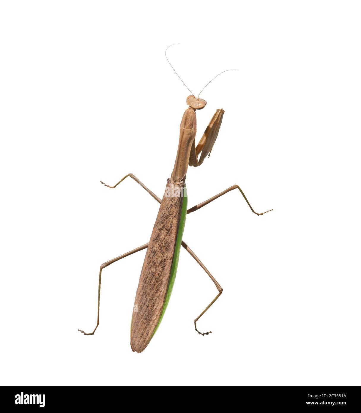 large praying mantis isolated on white background Stock Photo - Alamy