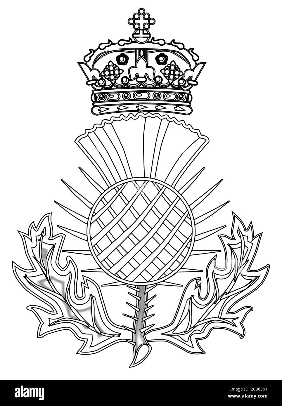 Scottish thistle drawing hi-res stock photography and images - Alamy