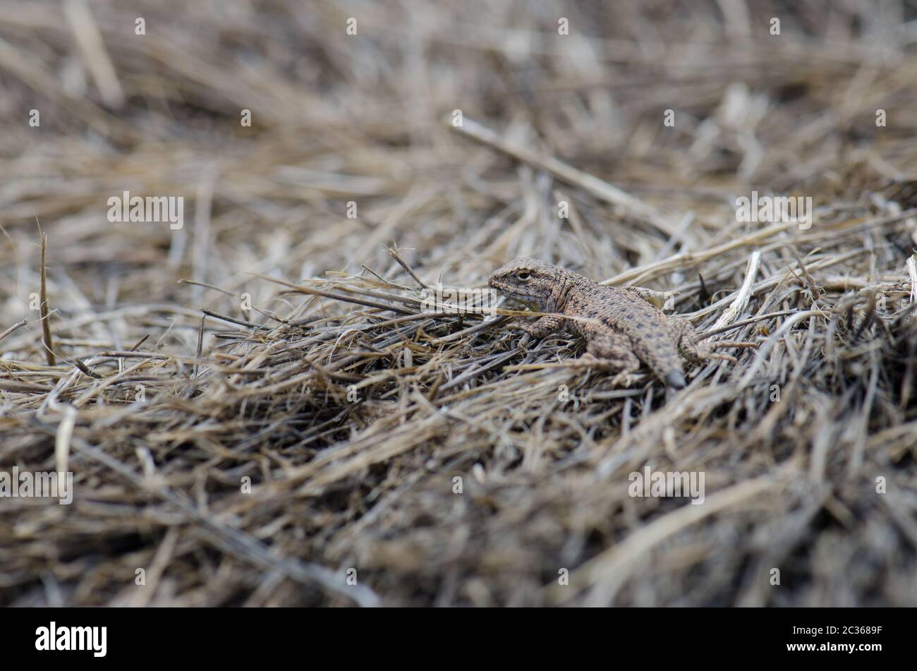 Iguanian lizard Liolaemus sp. in Lauca National Park. Arica y ...