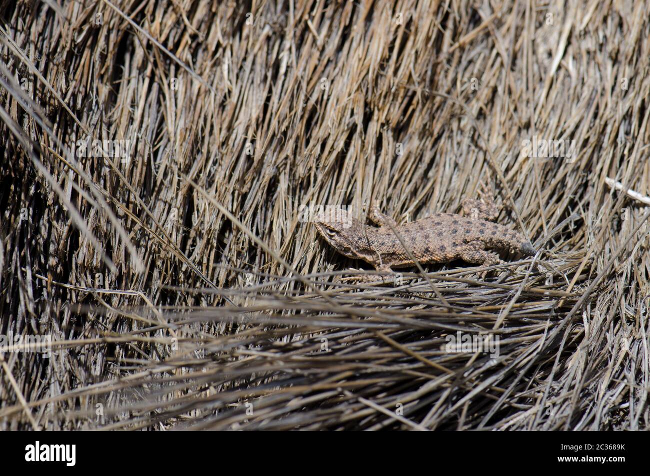 Iguanian lizard Liolaemus sp. in Lauca National Park. Arica y ...