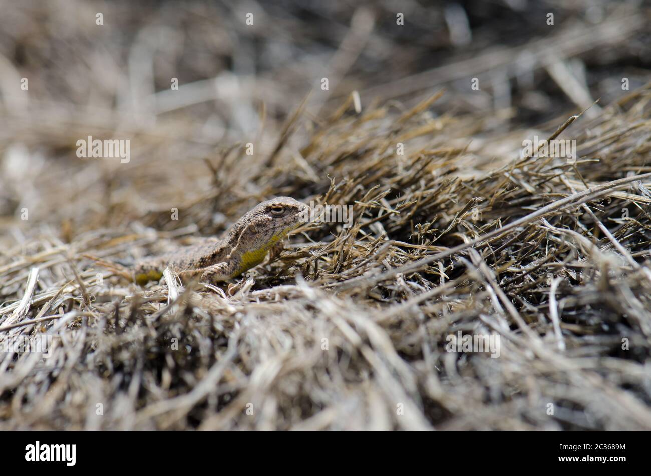 Iguanian lizard Liolaemus sp. in Lauca National Park. Arica y ...