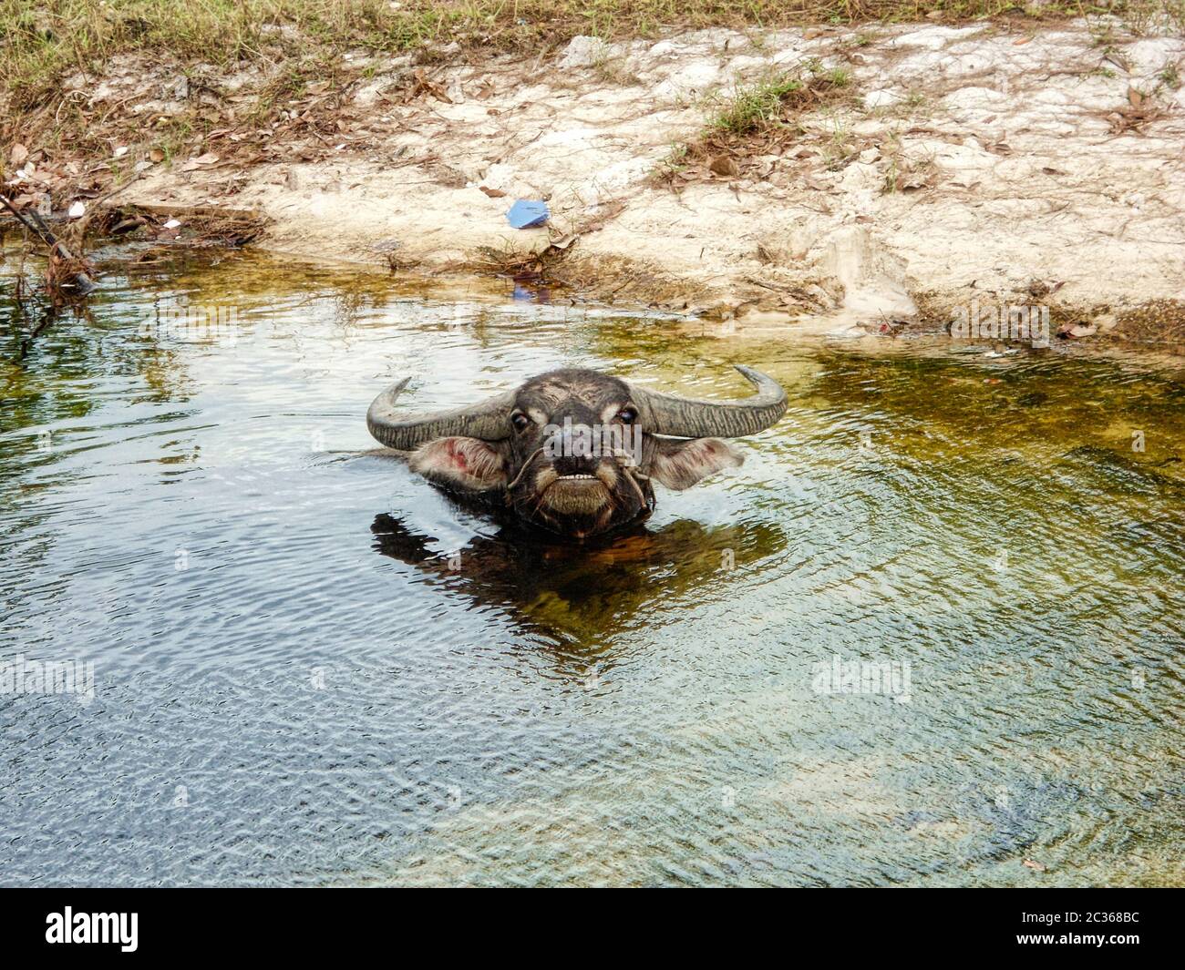 Angry Water buffalo in cambodia Stock Photo - Alamy