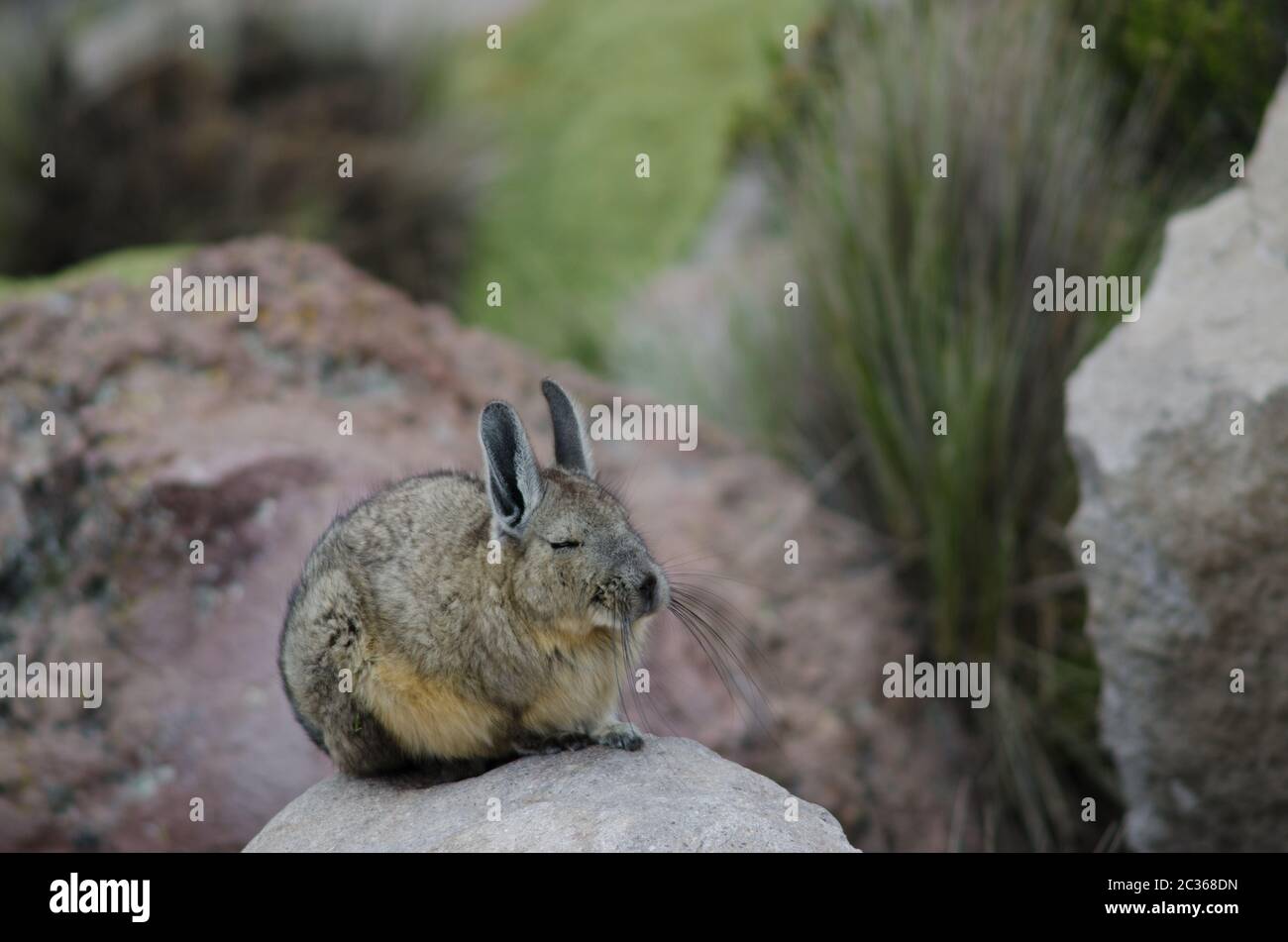 Southern viscacha Lagidium viscacia sleeping. Lauca National Park ...