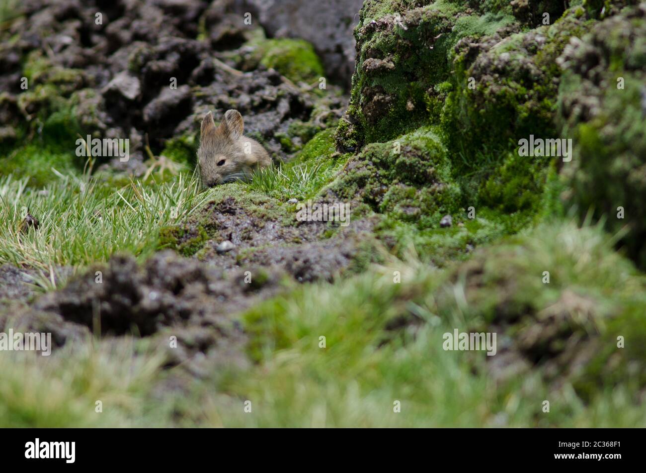 Bolivian big eared mice hi-res stock photography and images - Alamy
