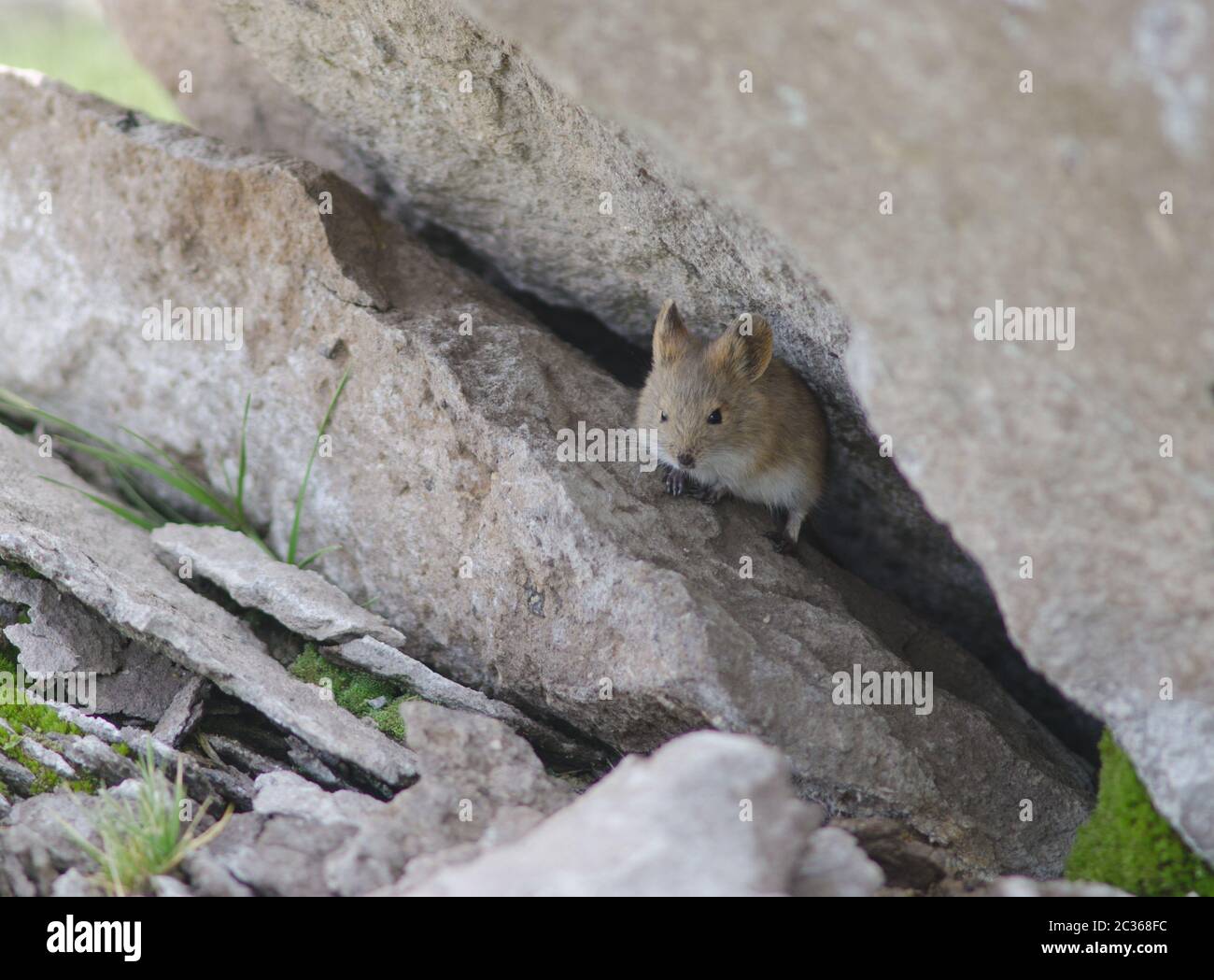 Bolivian big-eared mouse Auliscomys boliviensis. Las Cuevas. Lauca ...