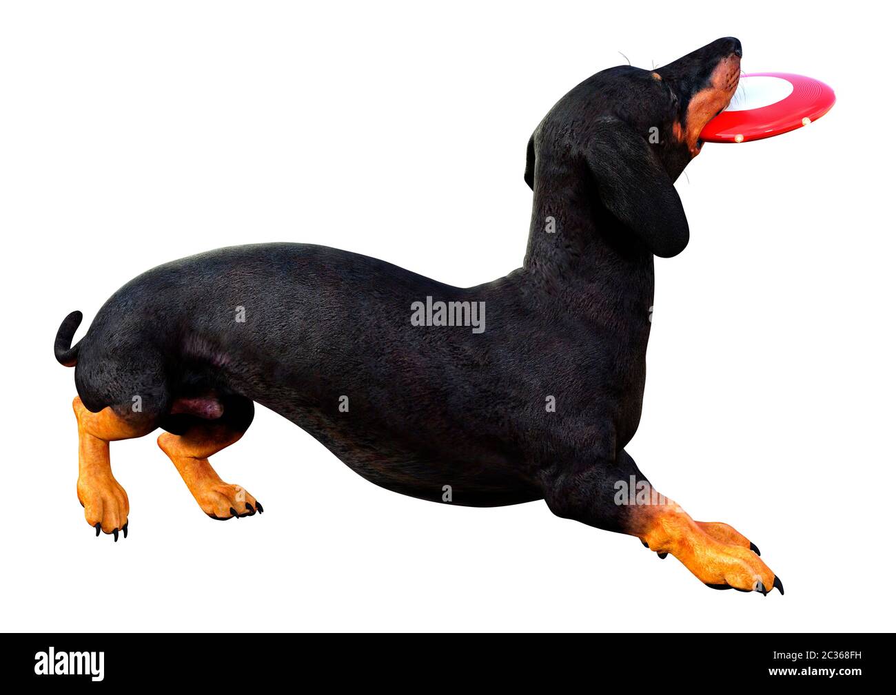 3D rendering of a dachshund or badger dog or sausage dog isolated on ...