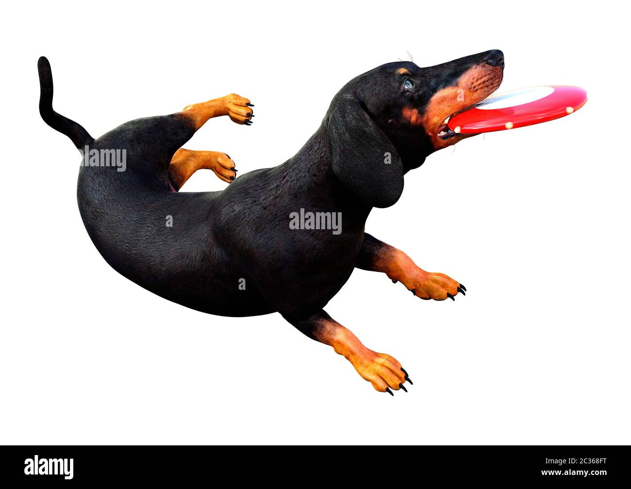3D rendering of a dachshund or badger dog or sausage dog isolated on ...