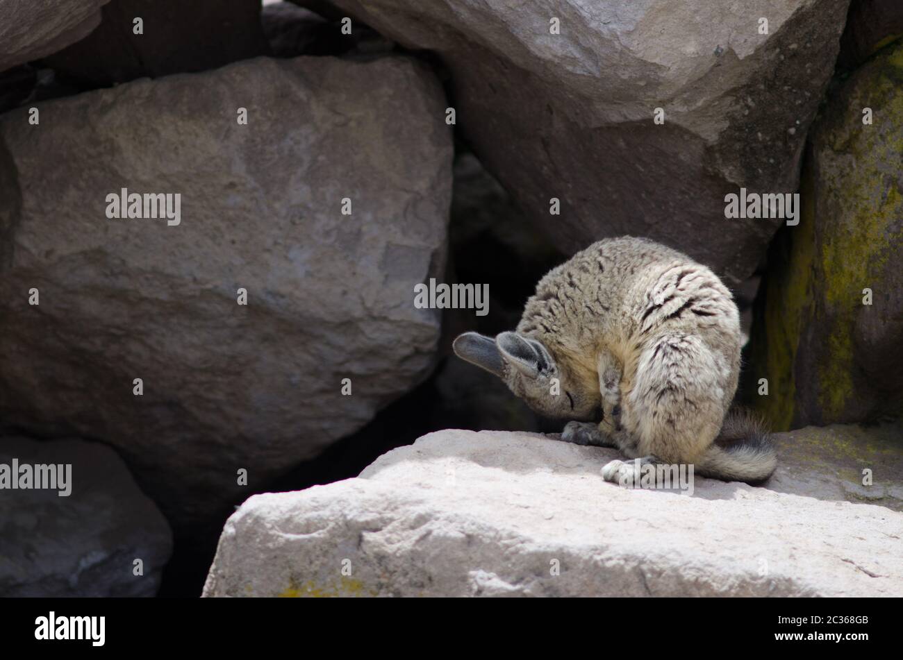Southern viscacha Lagidium viscacia wiping coat. Las Cuevas. Lauca ...