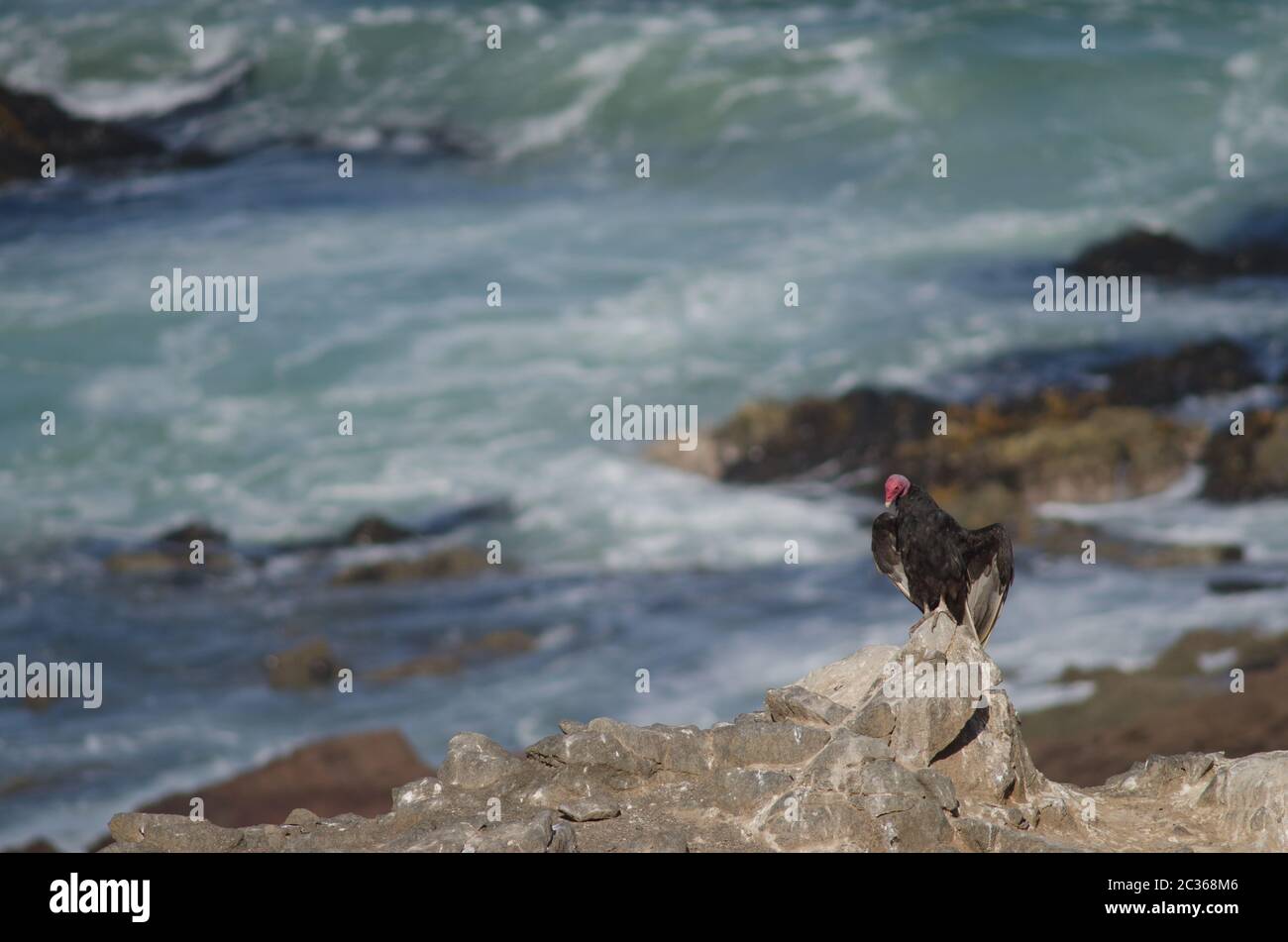 Turkey vulture Cathartes aura sunbathing. Las Cuevas. Arica. Arica y ...