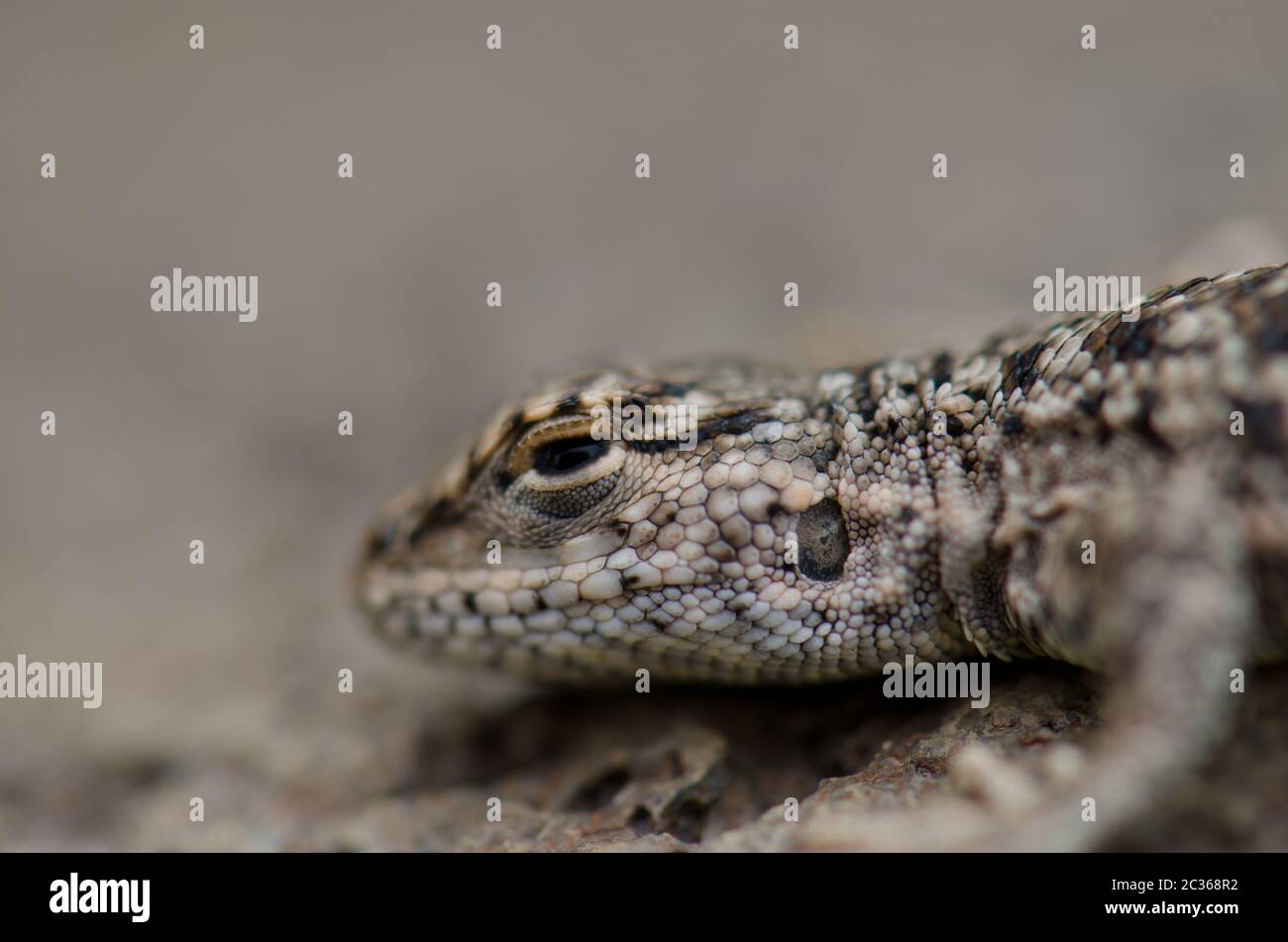 Liolaemus lizards of the andes hi-res stock photography and images - Alamy