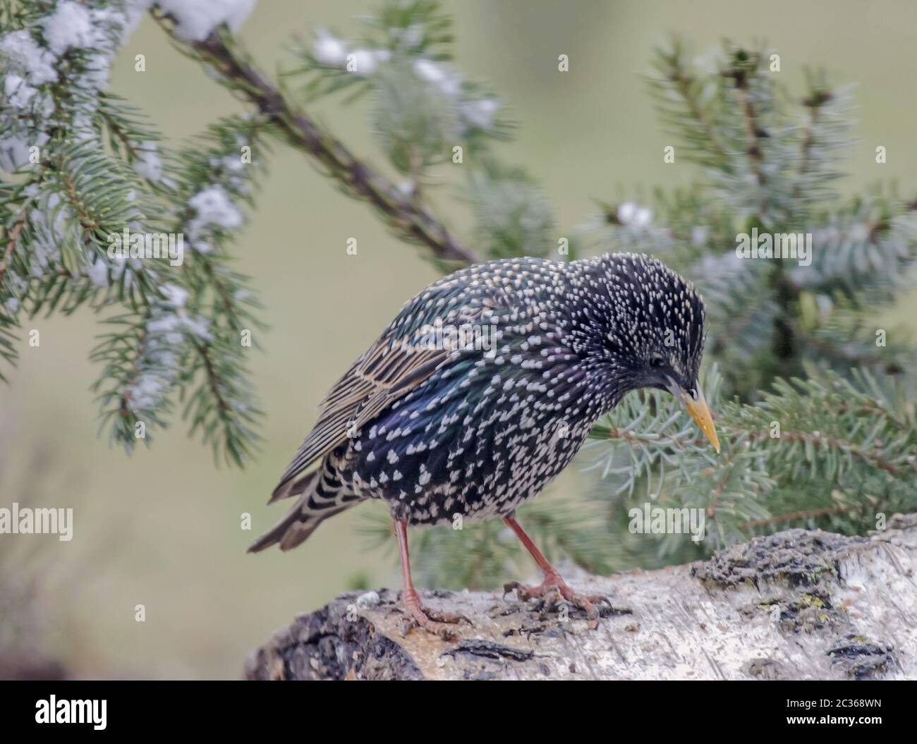 Spotty starling hi-res stock photography and images - Alamy
