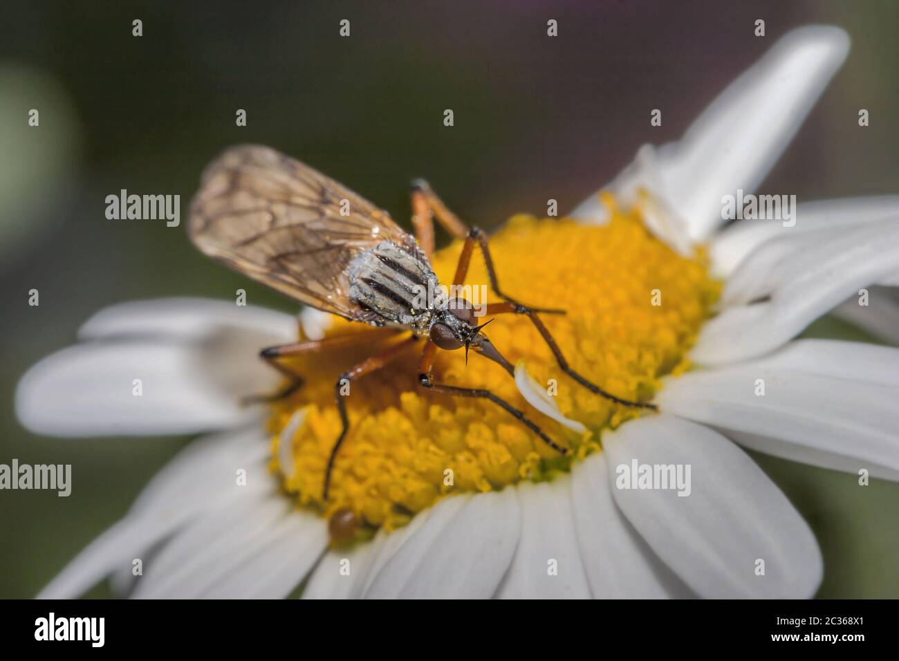 Dance fly insect hi-res stock photography and images - Alamy