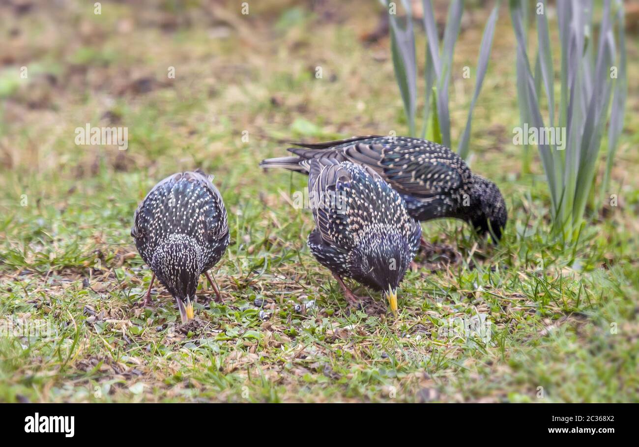 Grey starlings hi-res stock photography and images - Alamy
