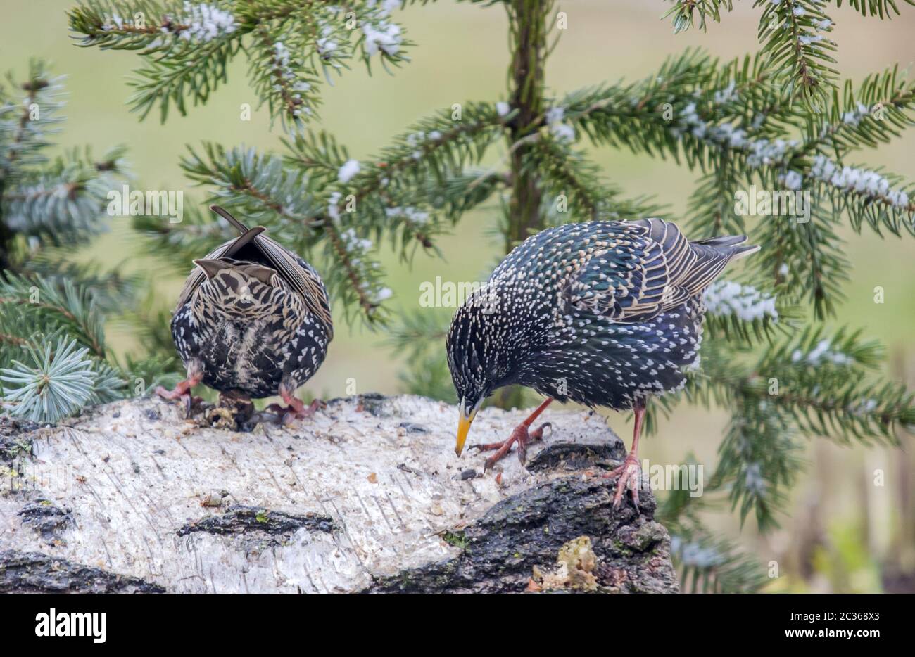 Grey starlings hi-res stock photography and images - Alamy