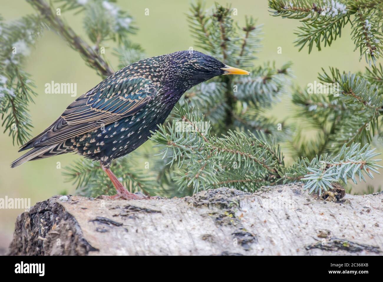 Spotty starling hi-res stock photography and images - Alamy