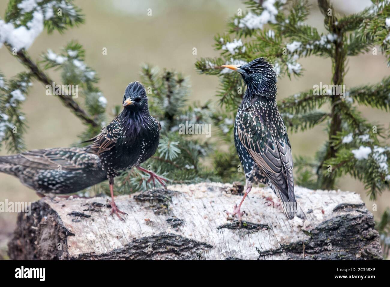 Grey starlings hi-res stock photography and images - Alamy