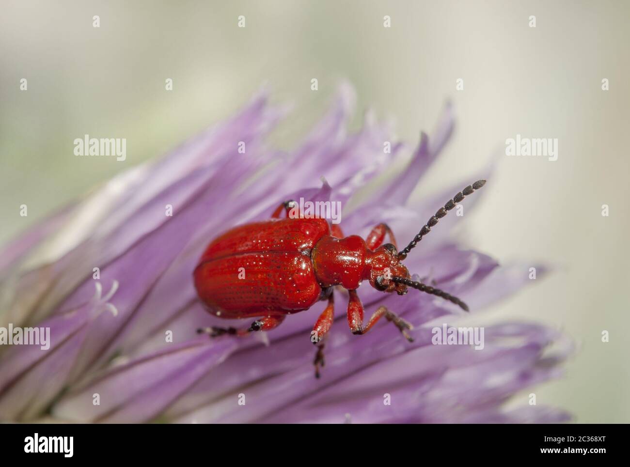 Onion beetle hi-res stock photography and images - Alamy