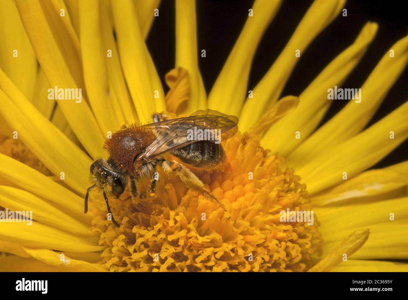 Sand bee 'Andrena haemorrhoa' Stock Photo - Alamy