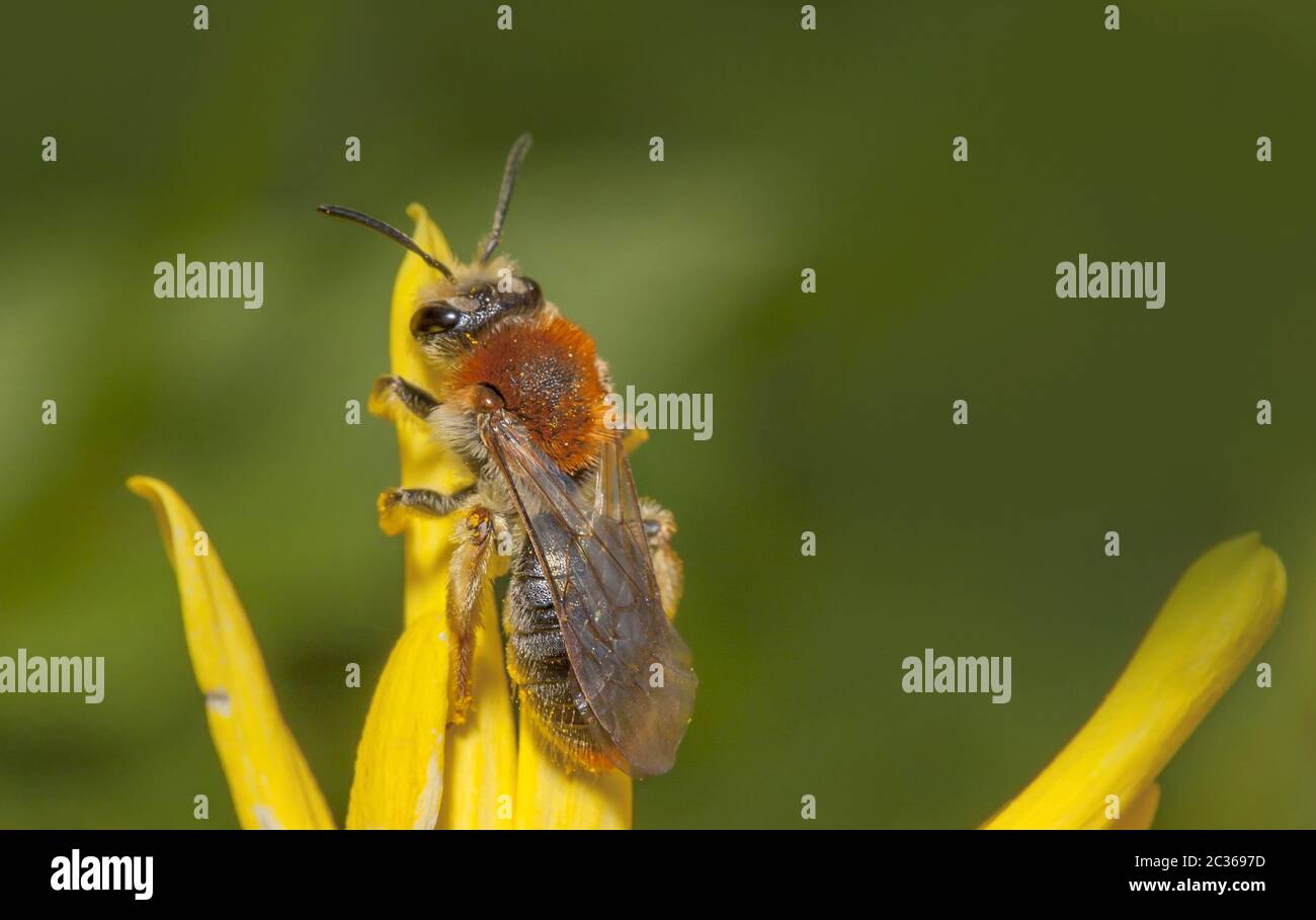 Sand bee 'Andrena haemorrhoa' Stock Photo - Alamy