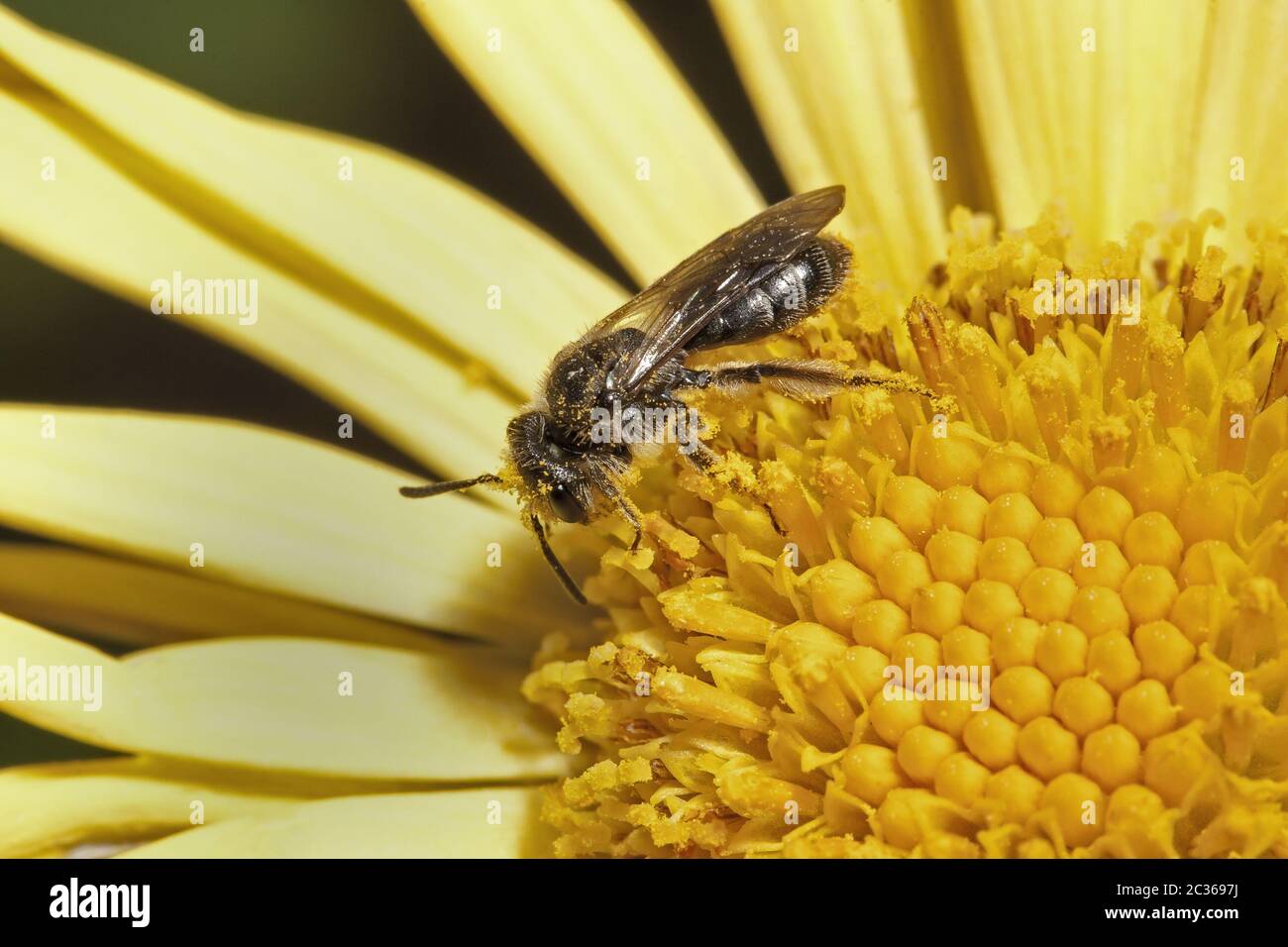 Sand bee hi-res stock photography and images - Alamy