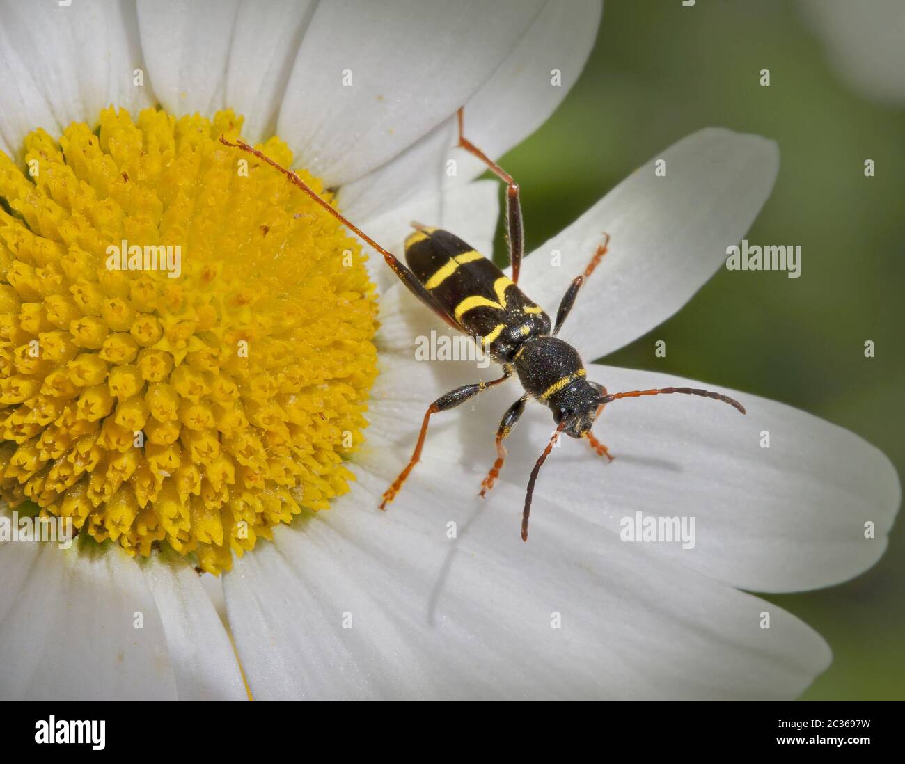 Clytus hi-res stock photography and images - Alamy