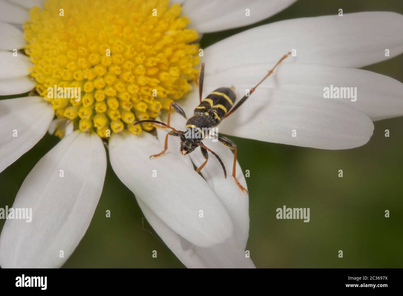 Wasp beetle 'Clytus arietis' Stock Photo - Alamy