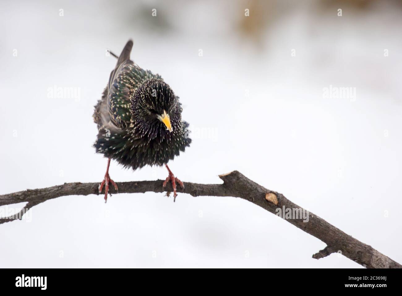 Spotty starling hi-res stock photography and images - Alamy