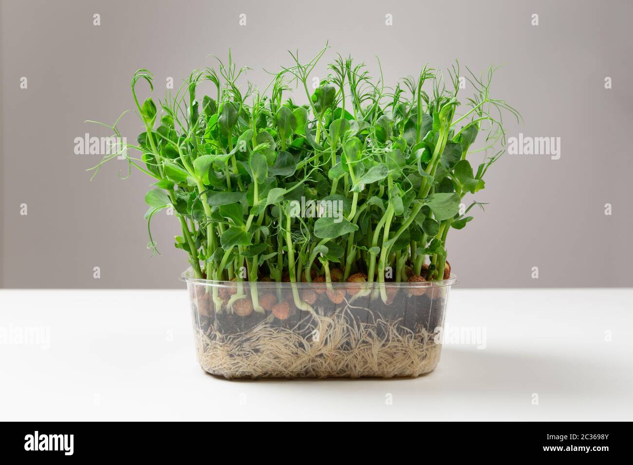 Growing pea sprouts in black soil. Healthy eating,vegeterian concept ...