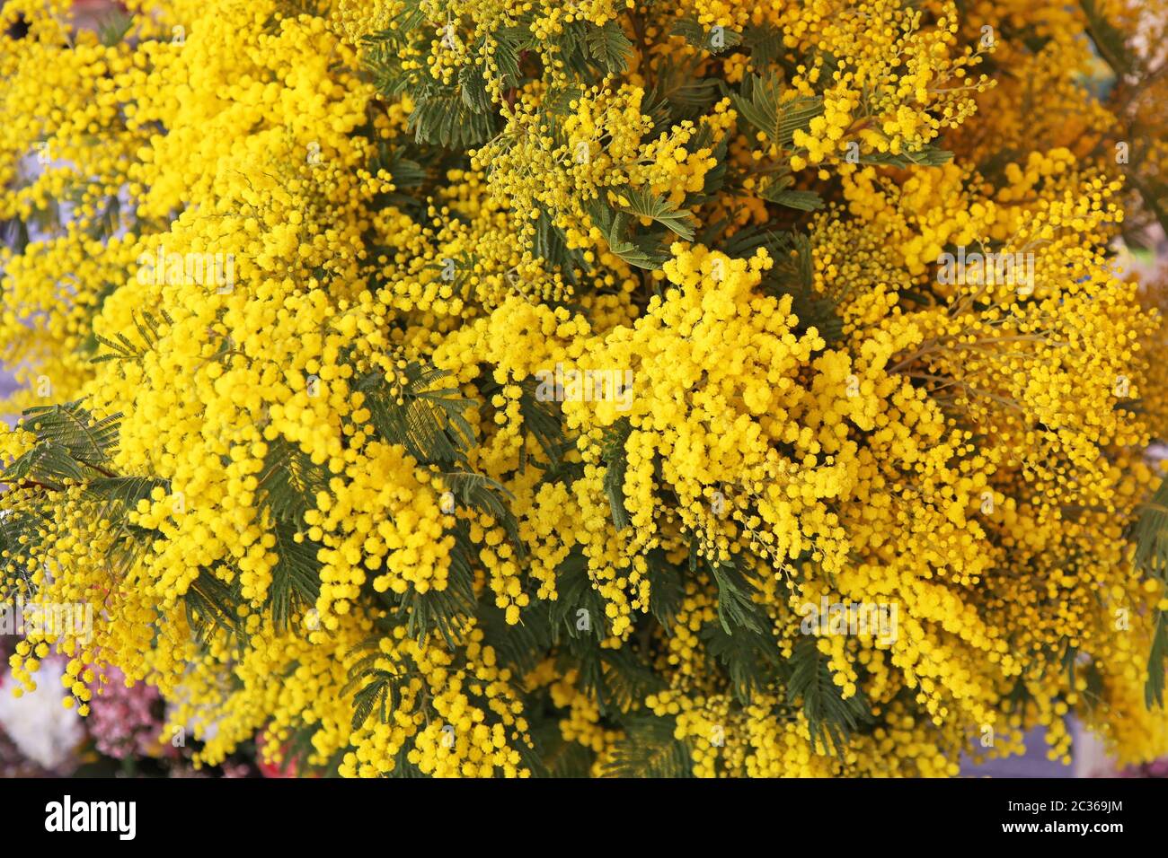 Fresh Yellow Mimosa Flowers Bouquet in Bloom Stock Photo - Alamy