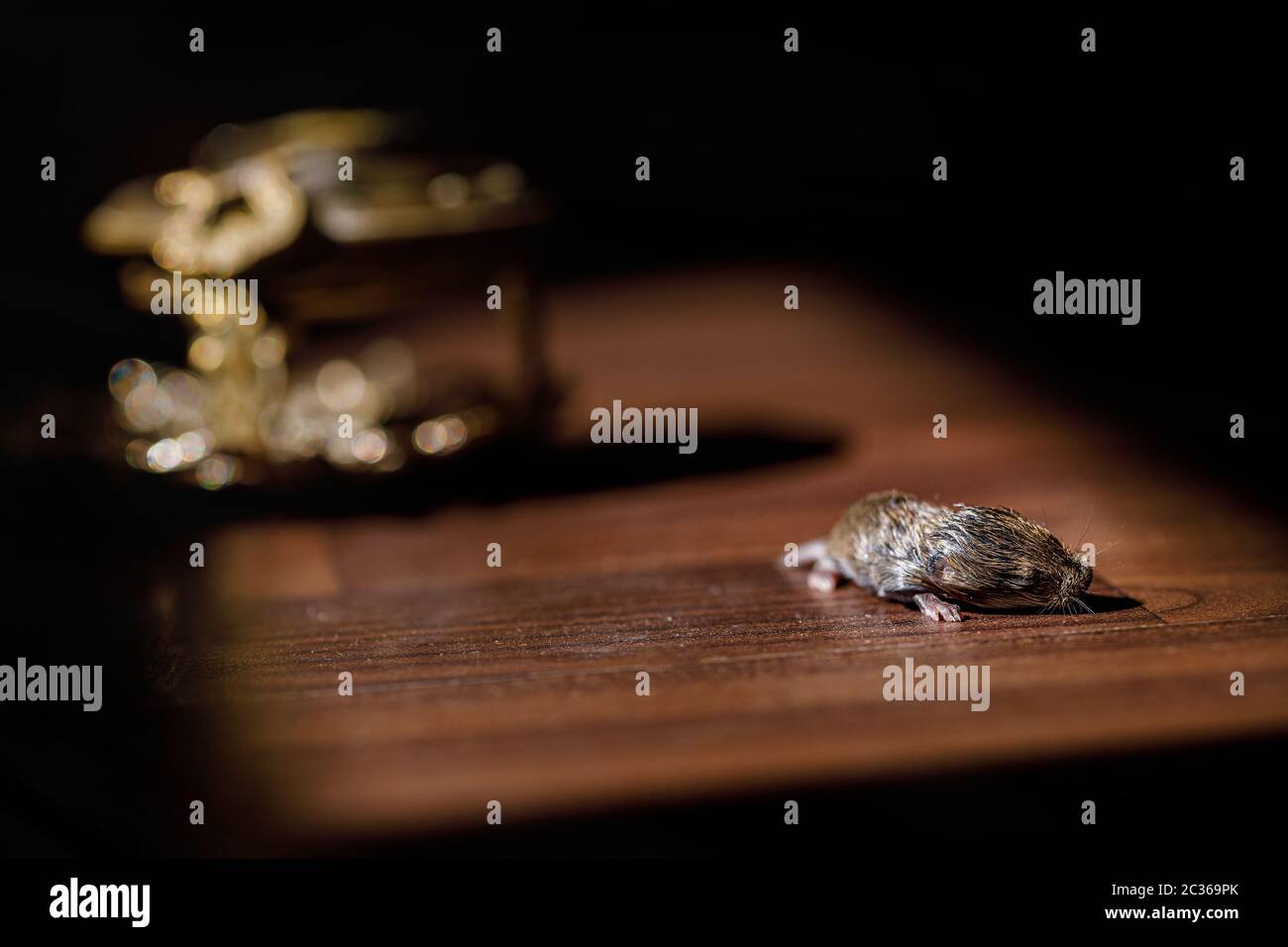 little mouse on the floor Stock Photo - Alamy