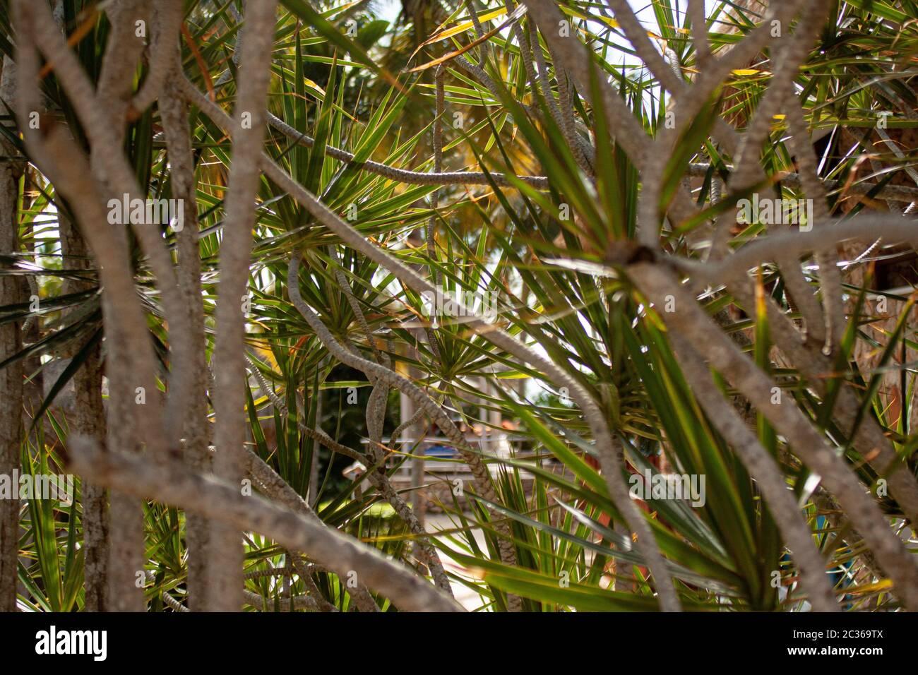 Dominican republic flower red hi-res stock photography and images - Alamy