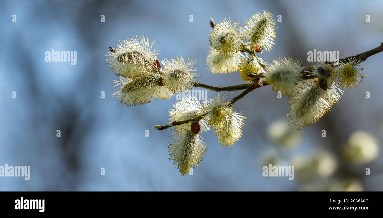 Willow catkin blossom (Salix) twig in spring Stock Photo - Alamy