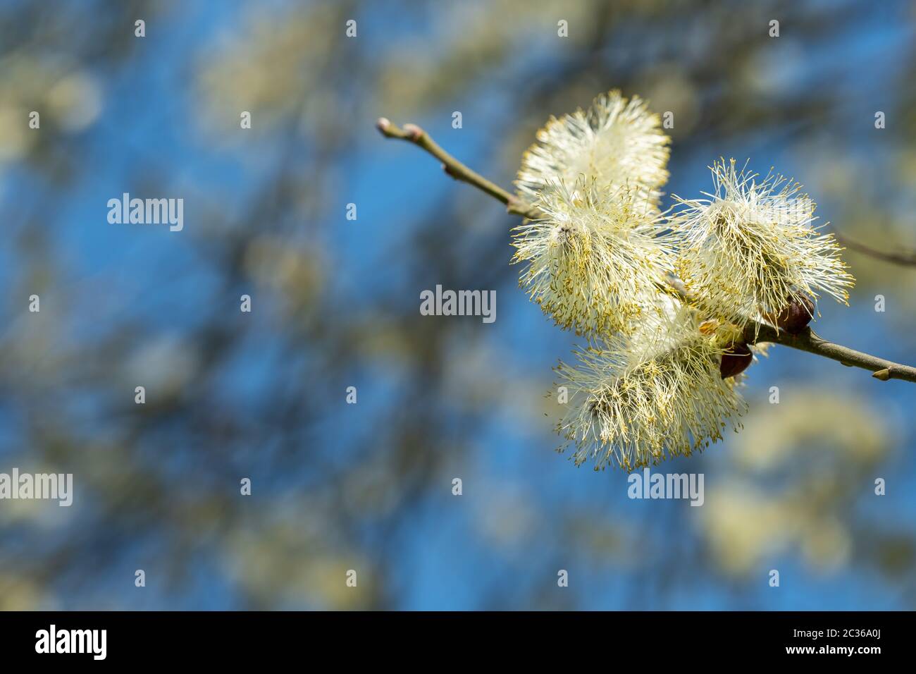Twig of a willow (Salix) with willow catkin in spring Stock Photo - Alamy