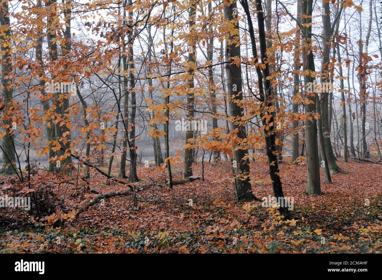 Hannover region hi-res stock photography and images - Alamy