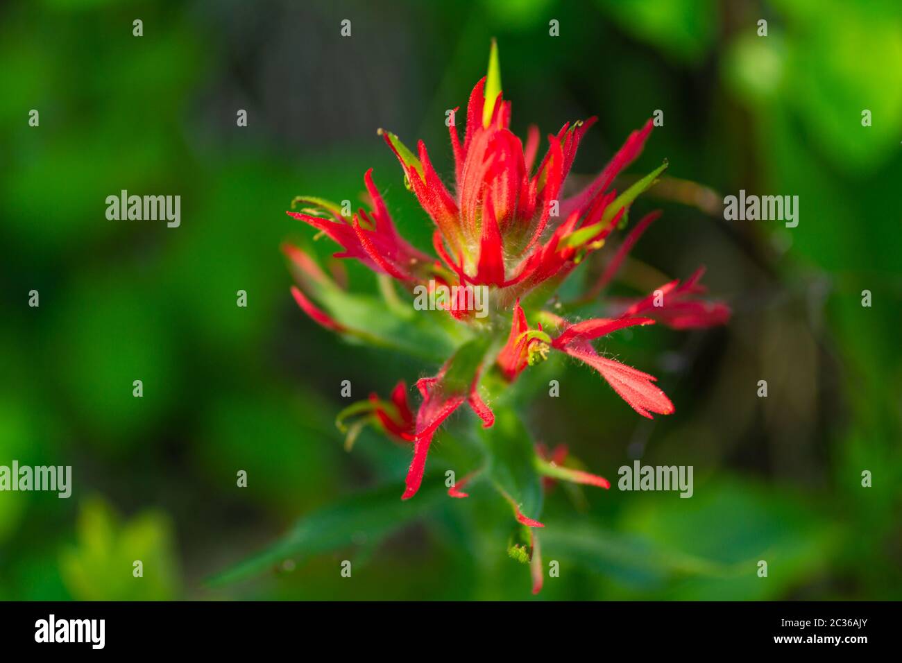 Giant red indian paintbrush hi-res stock photography and images - Alamy