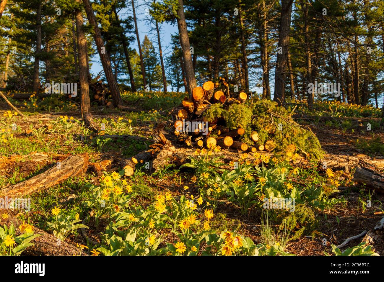 Forestry management tree thinning project burn piles on the Helena ...