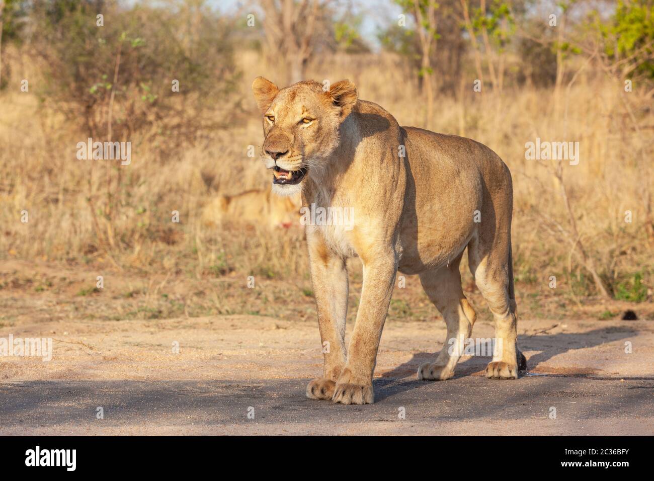 Lion with full stomach hi-res stock photography and images - Alamy