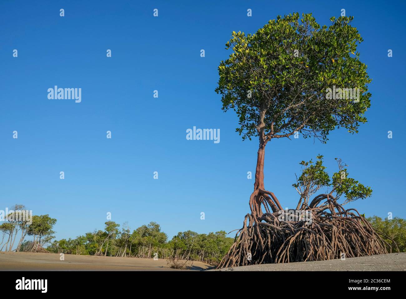 Mangrove tree roots low tide hi-res stock photography and images - Alamy
