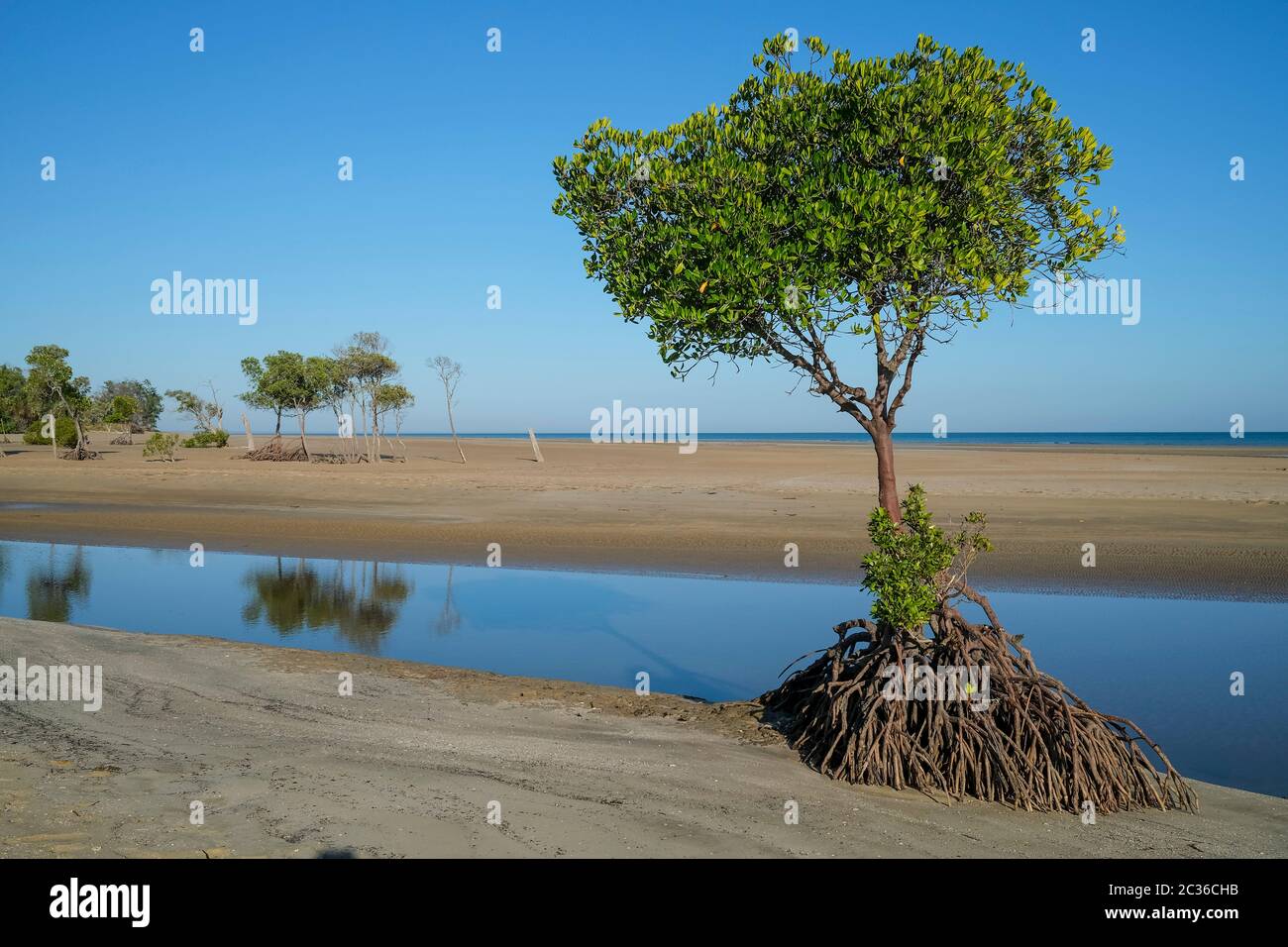 Casuarina darwin australia hi-res stock photography and images - Alamy