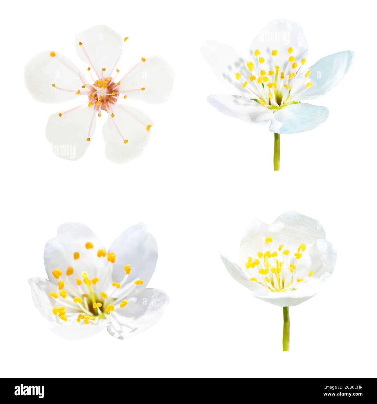 Four petal flowers hi-res stock photography and images - Alamy