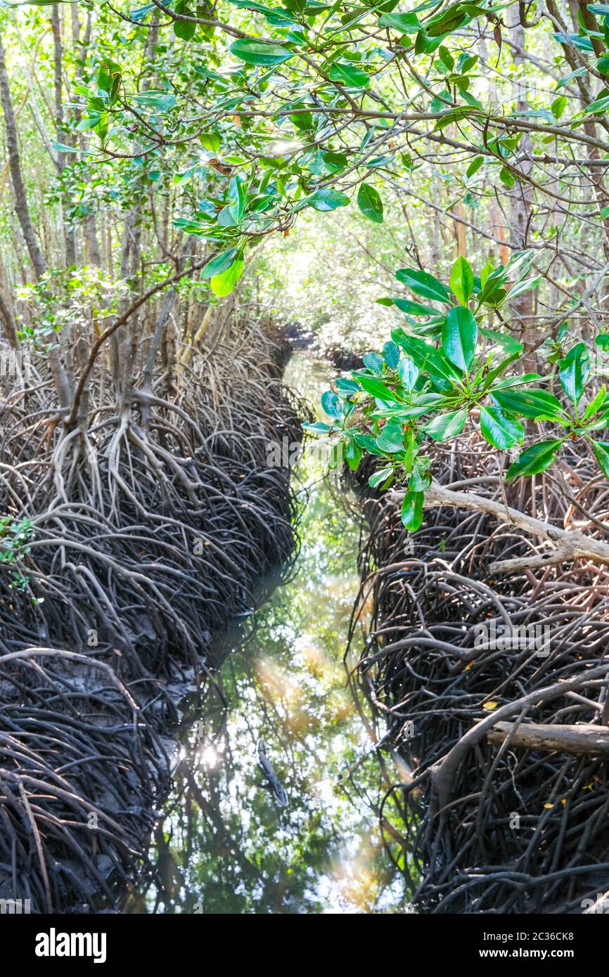 Mangrove and mangrove roots at low tide, near Darwin, Northern ...