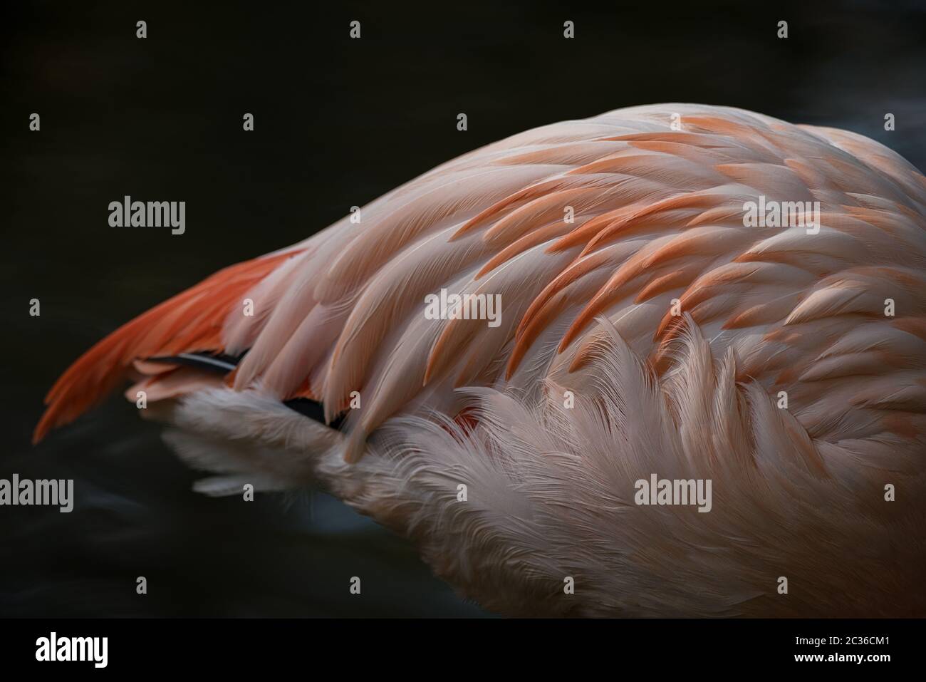 Flamingo feather texture hi-res stock photography and images - Alamy