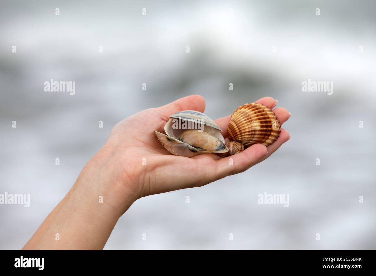 sea shells on hand Stock Photo - Alamy