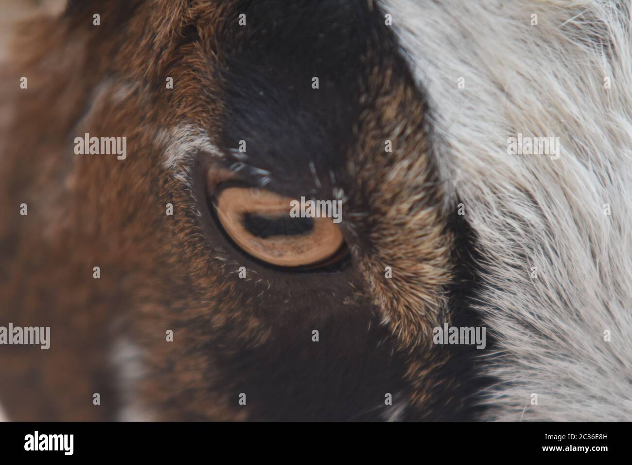 Goateye hi-res stock photography and images - Alamy