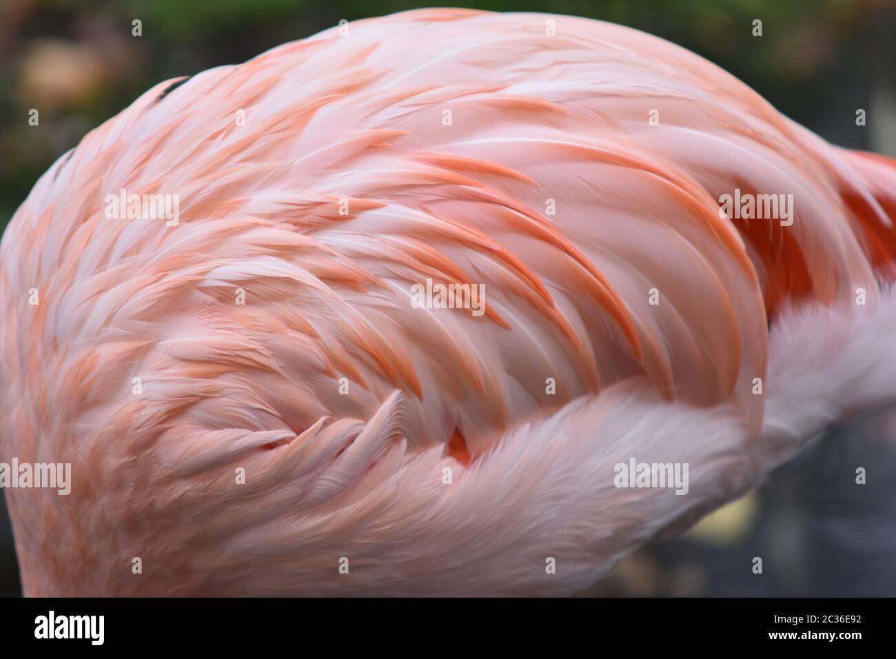 Body feather hi-res stock photography and images - Alamy