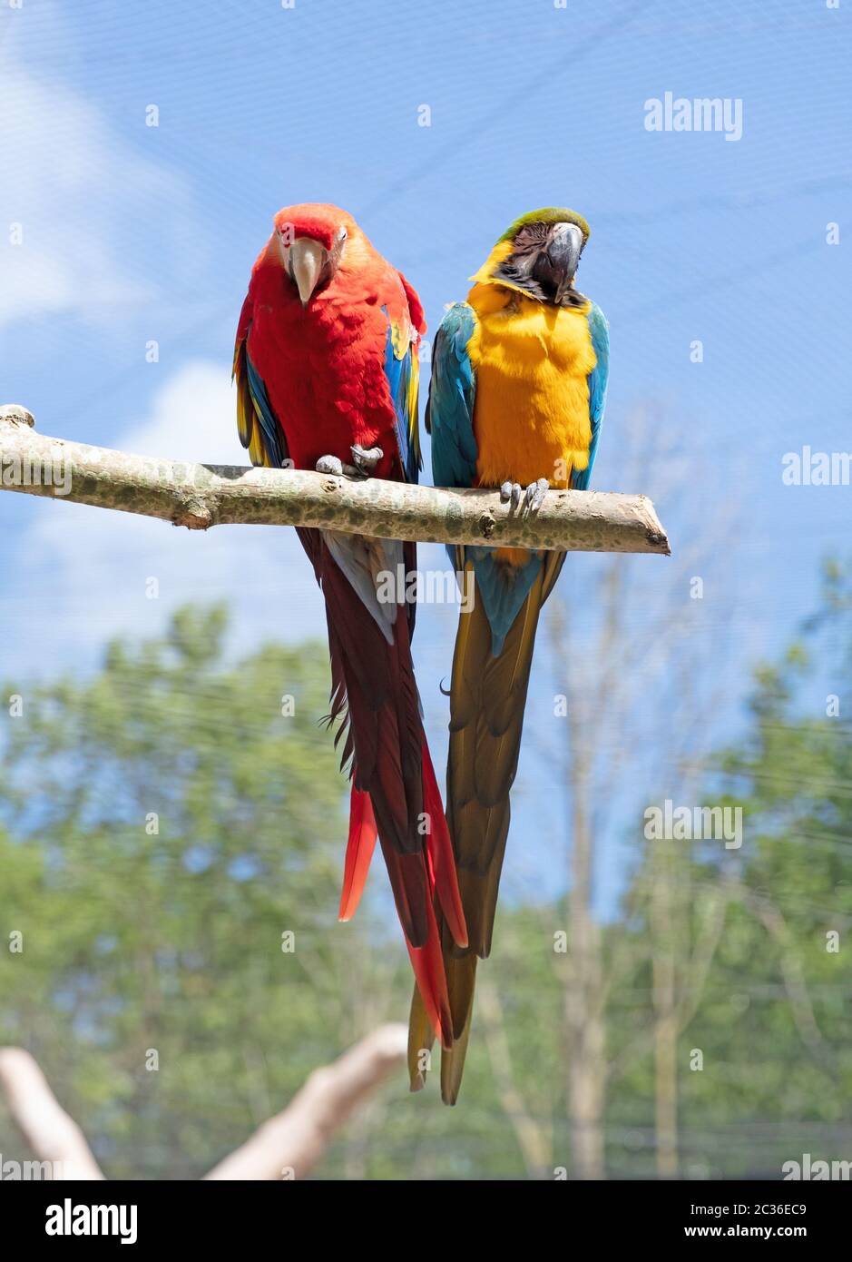 Couple parrot macaws sitting in a tree Stock Photo - Alamy