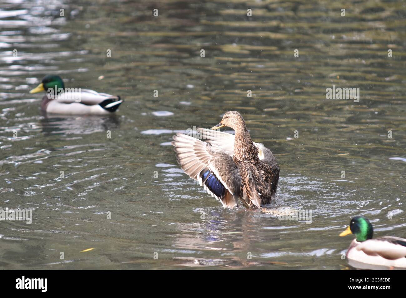 Duck feather hi-res stock photography and images - Alamy