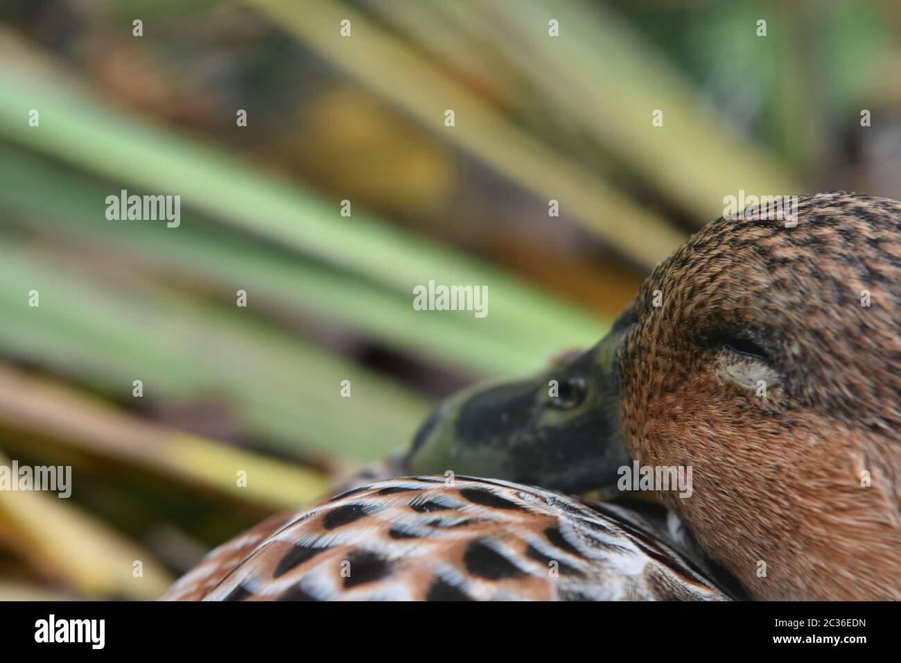 Eye duck hi-res stock photography and images - Alamy