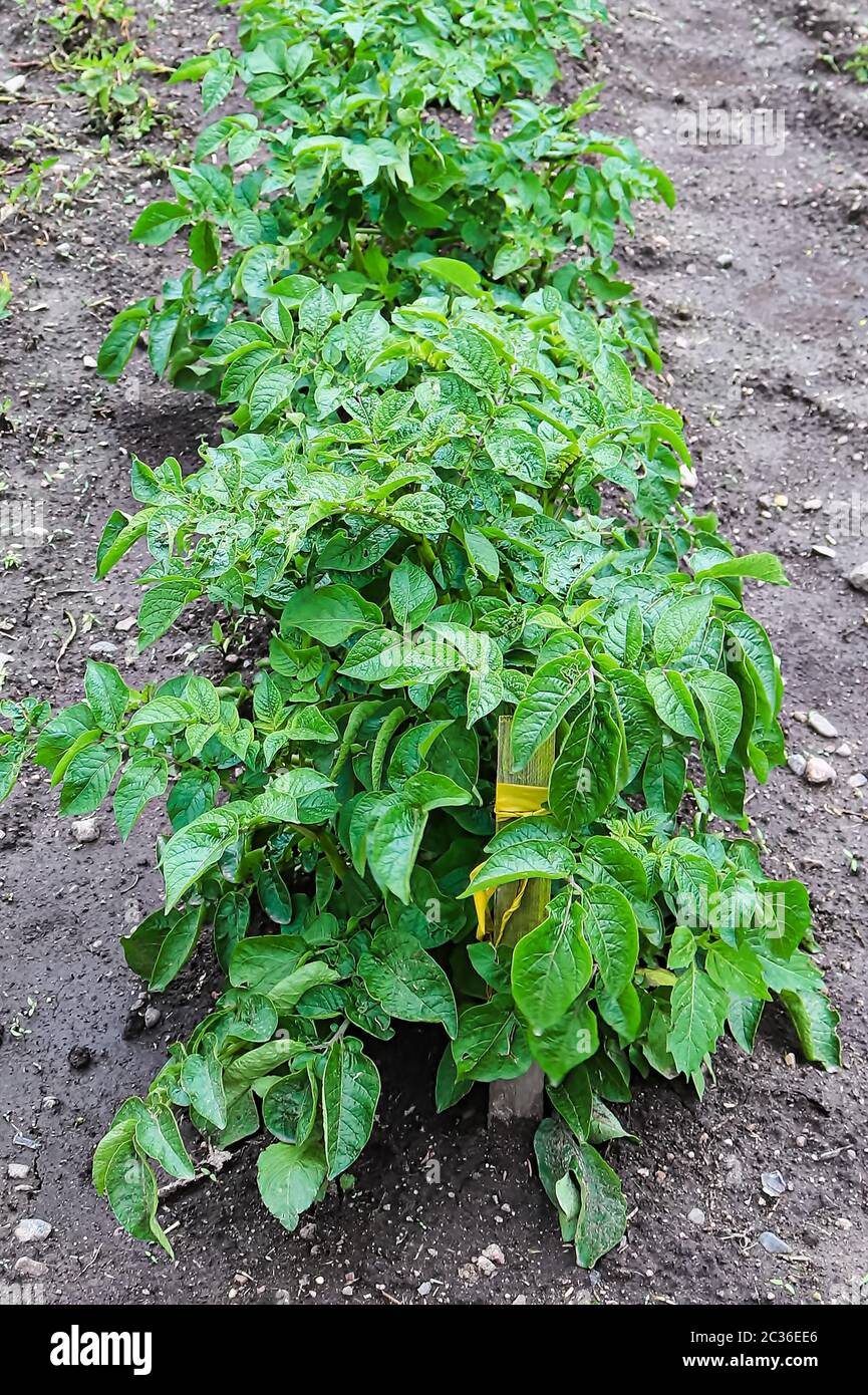 Potatoes solanine hi-res stock photography and images - Alamy